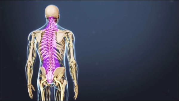 Anatomie du rachis - Anatomie du dos - Espace Francilien du Rachis