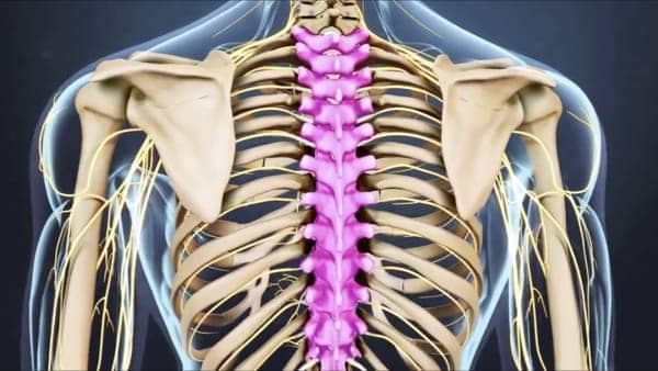 Anatomie du rachis - Anatomie du dos - Espace Francilien du Rachis