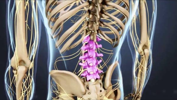 Anatomie du rachis - Anatomie du dos - Espace Francilien du Rachis