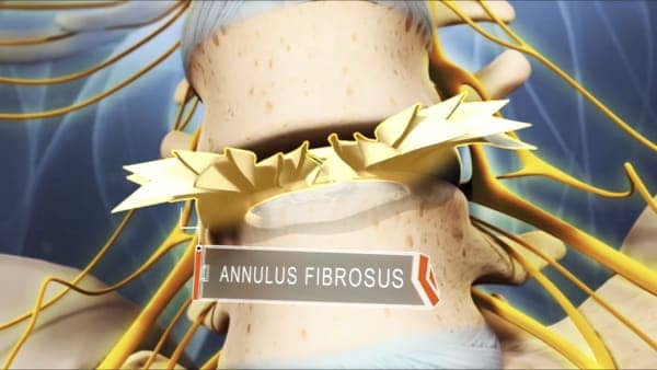 Anatomie du rachis - Anatomie du dos - Espace Francilien du Rachis