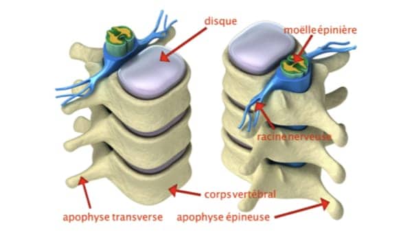 Anatomie du rachis - Anatomie du dos - Espace Francilien du Rachis